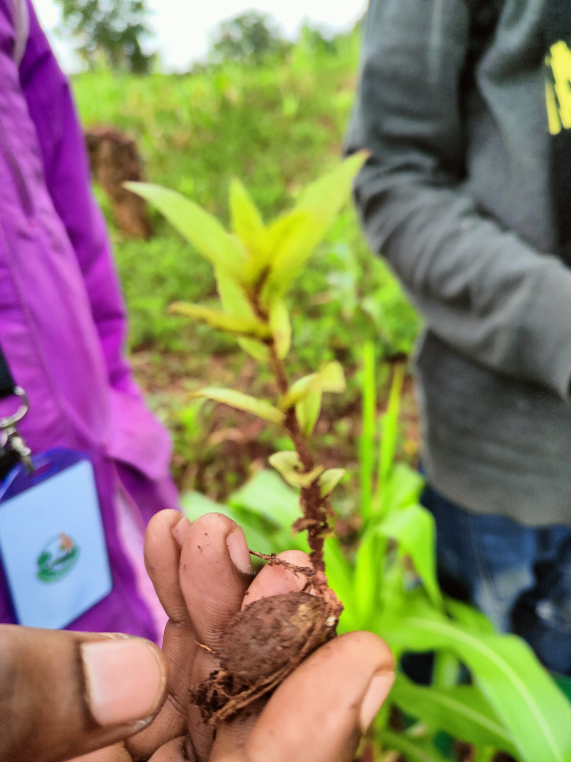 Dreamnature – Dreamnature